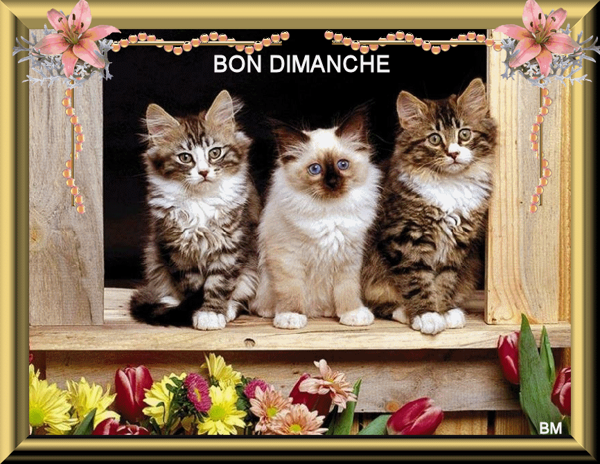 bon dimanche en gif - Page 13